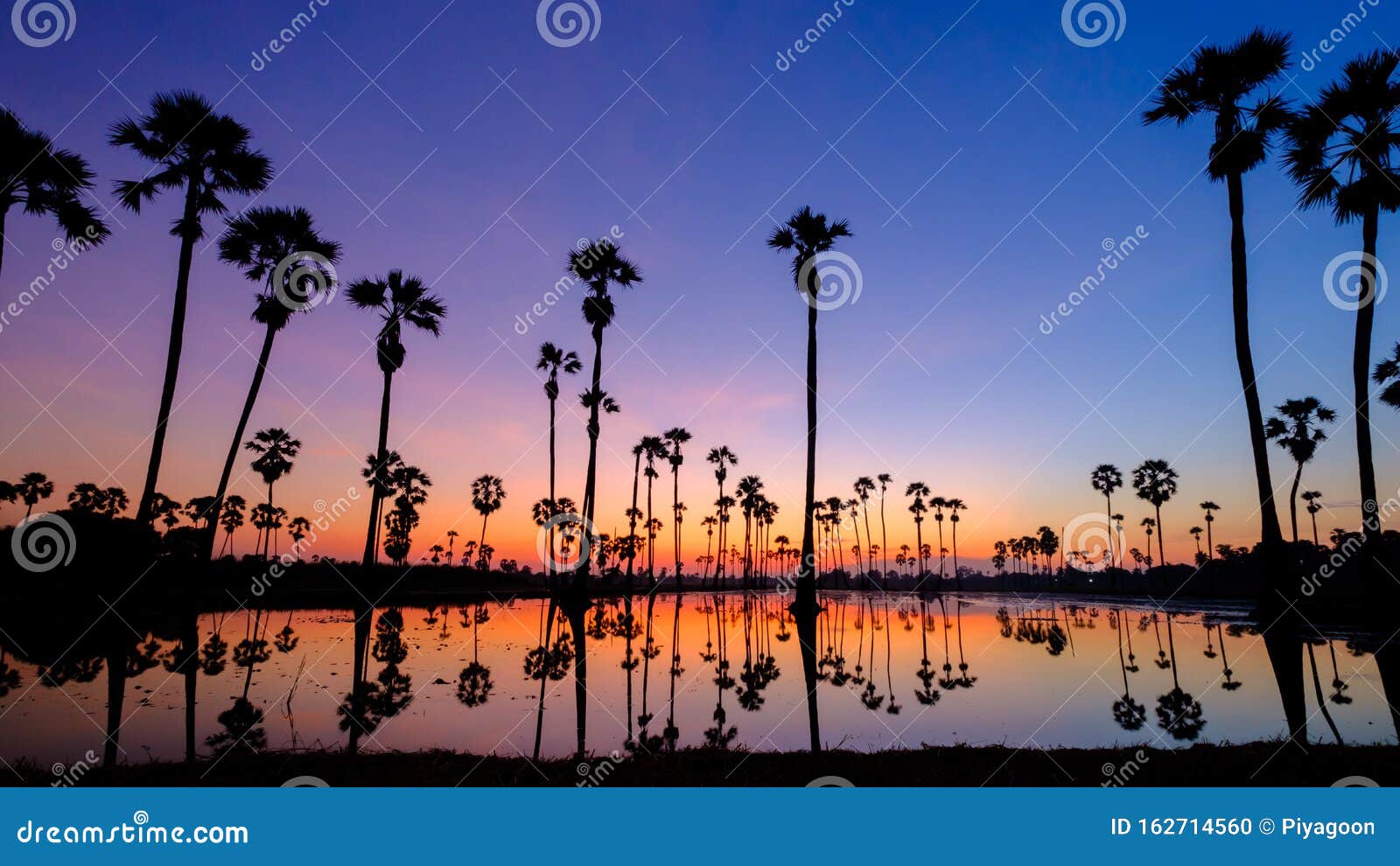 Silhouette Palm Tree in the Morning Stock Photo - Image of coast ...