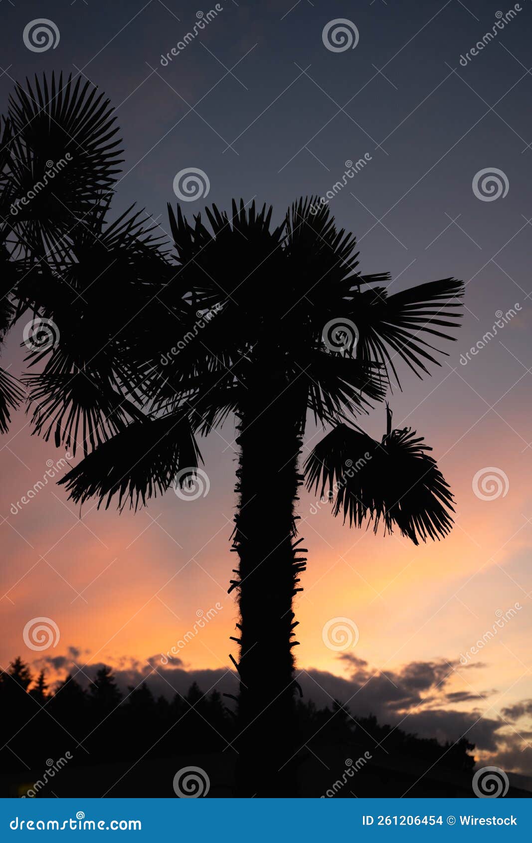 Silhouette of Palm Trees at Sunset Stock Photo - Image of orange ...