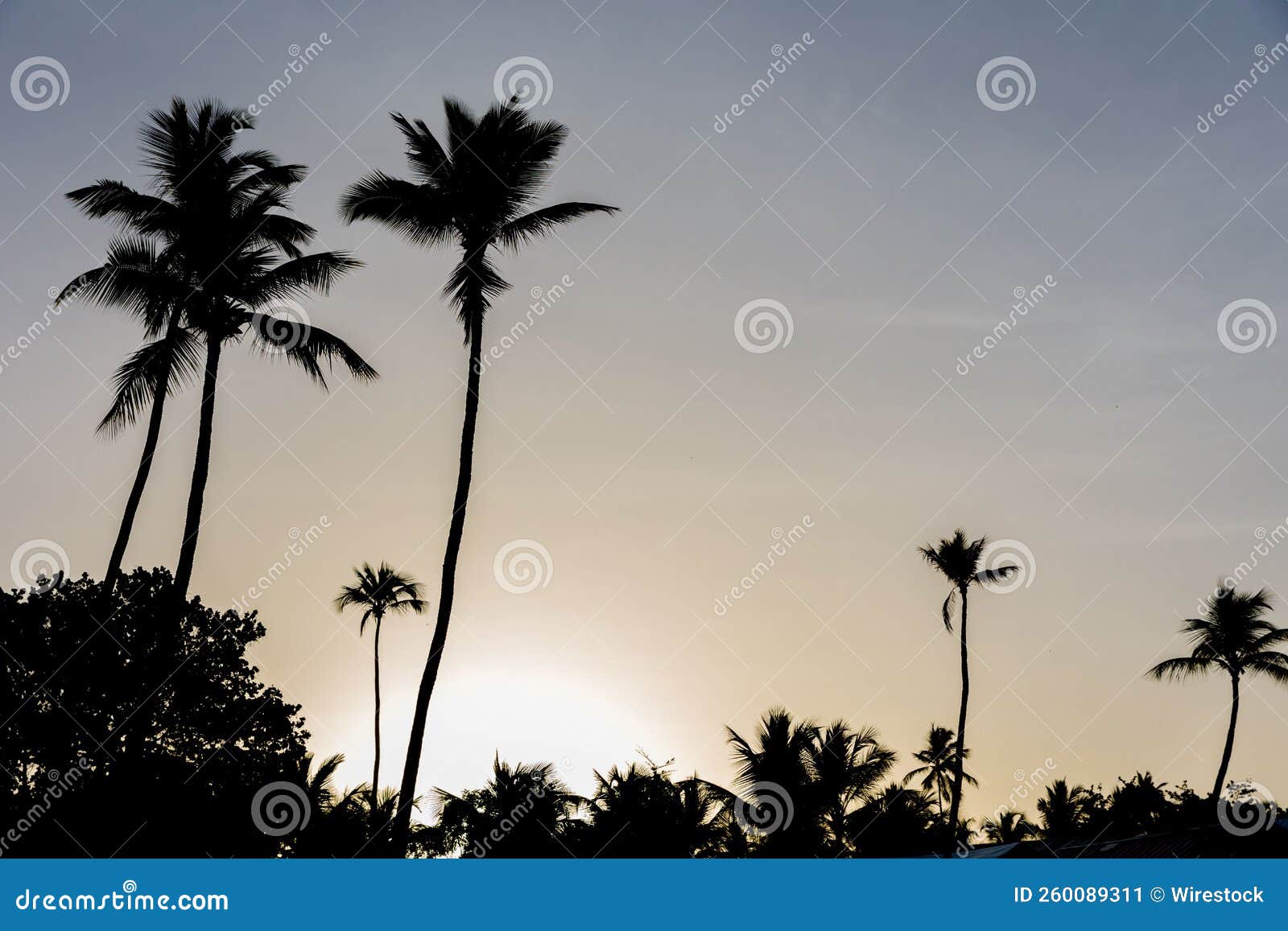 Silhouette of Palms and Trees Against Sunset Sky Stock Image - Image of ...