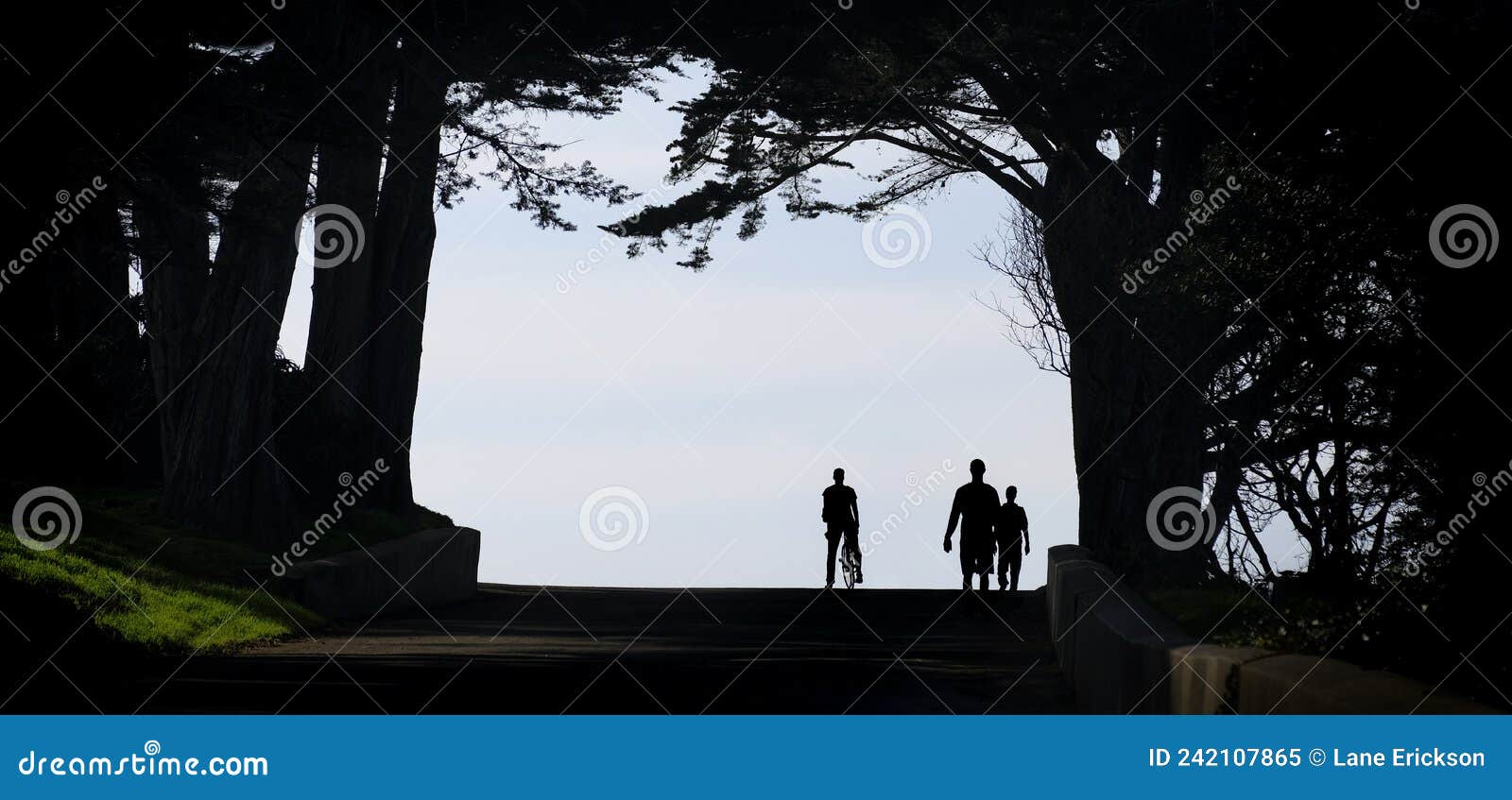 Silhouette of People Walking and Standing Under Trees with Sky Stock ...