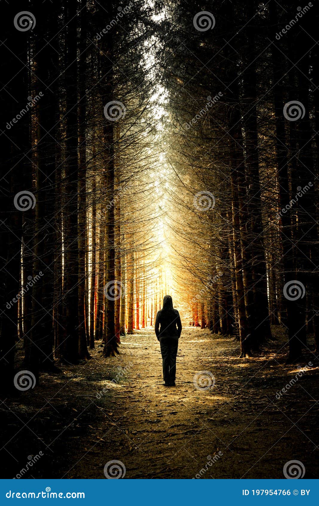 Silhouette of a Person on a Forest Path Stock Photo - Image of hike ...