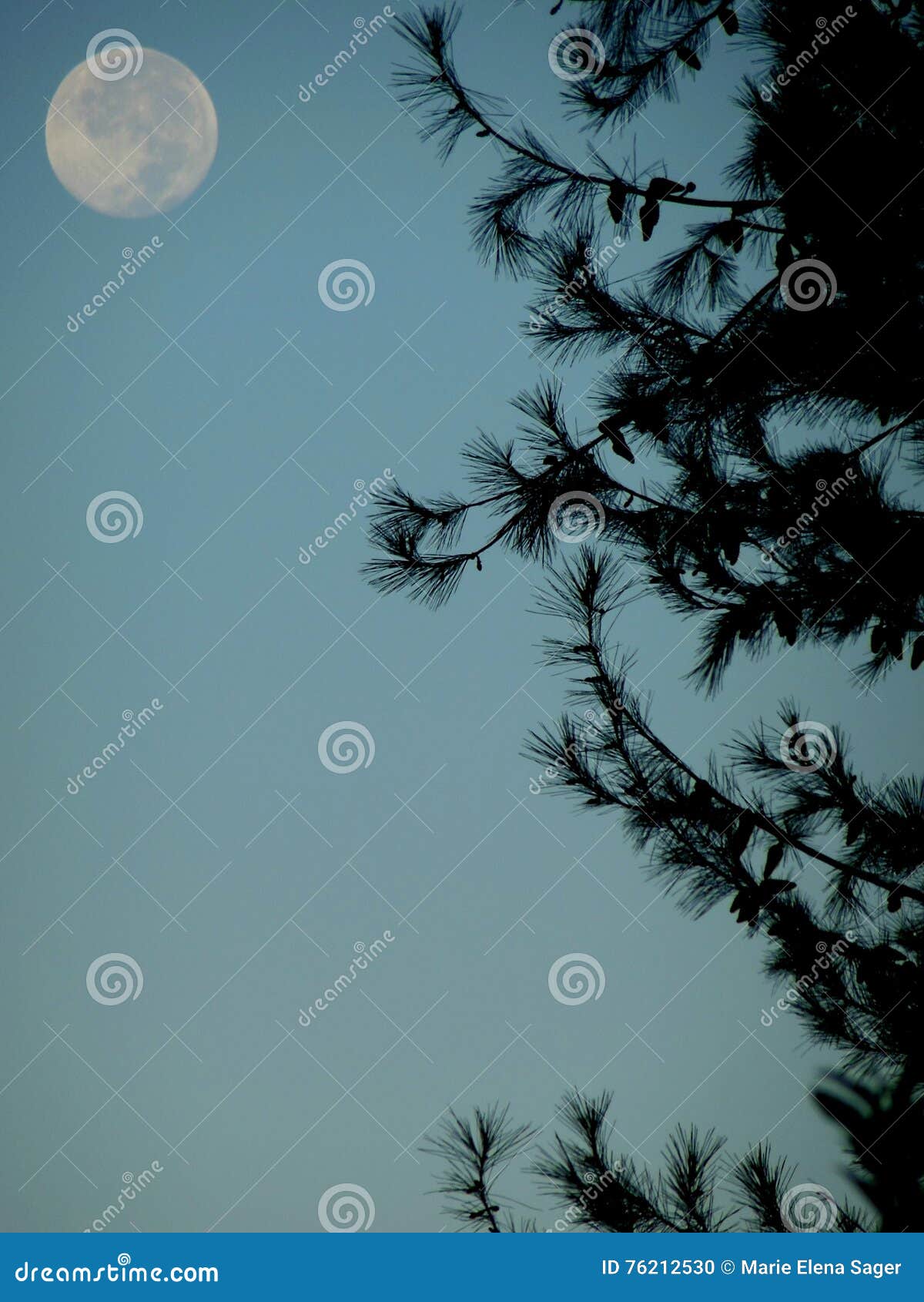 Silhouette of Pine Tree Against Full Moon Stock Photo - Image of ...