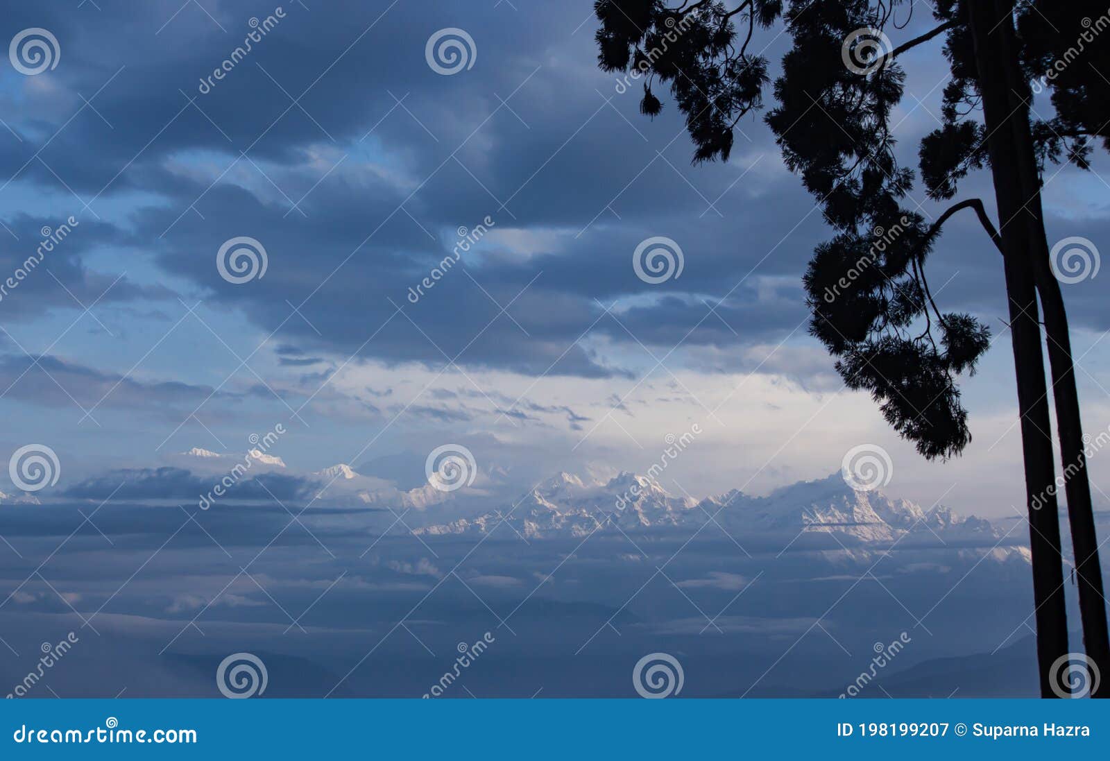 Silhouette of Pine Tree with Kangchenjungha Mountain Range in ...