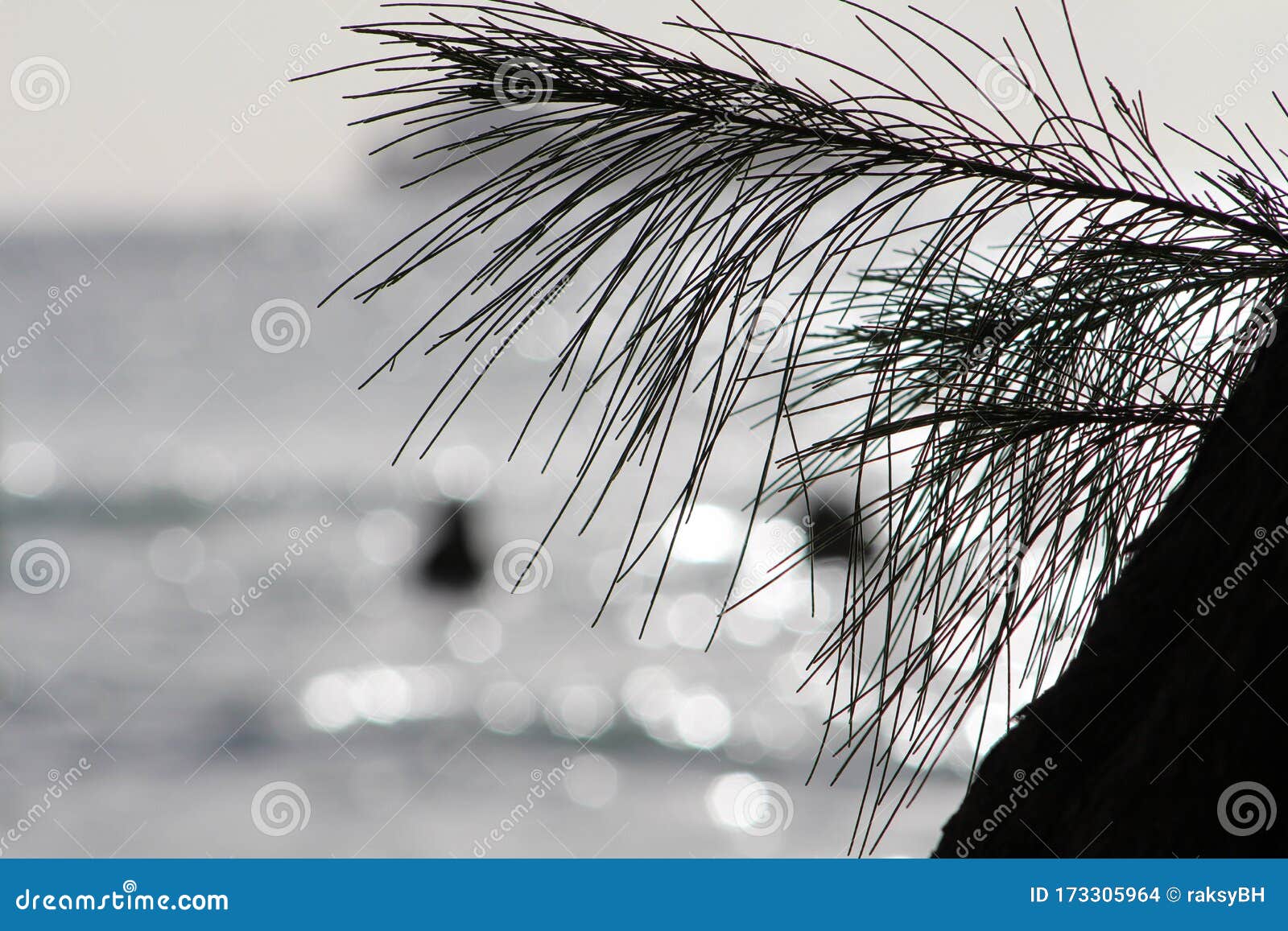 Silhouette of Pine Tree Needles, with Bokeh Stock Photo - Image of branch, growth: 173305964