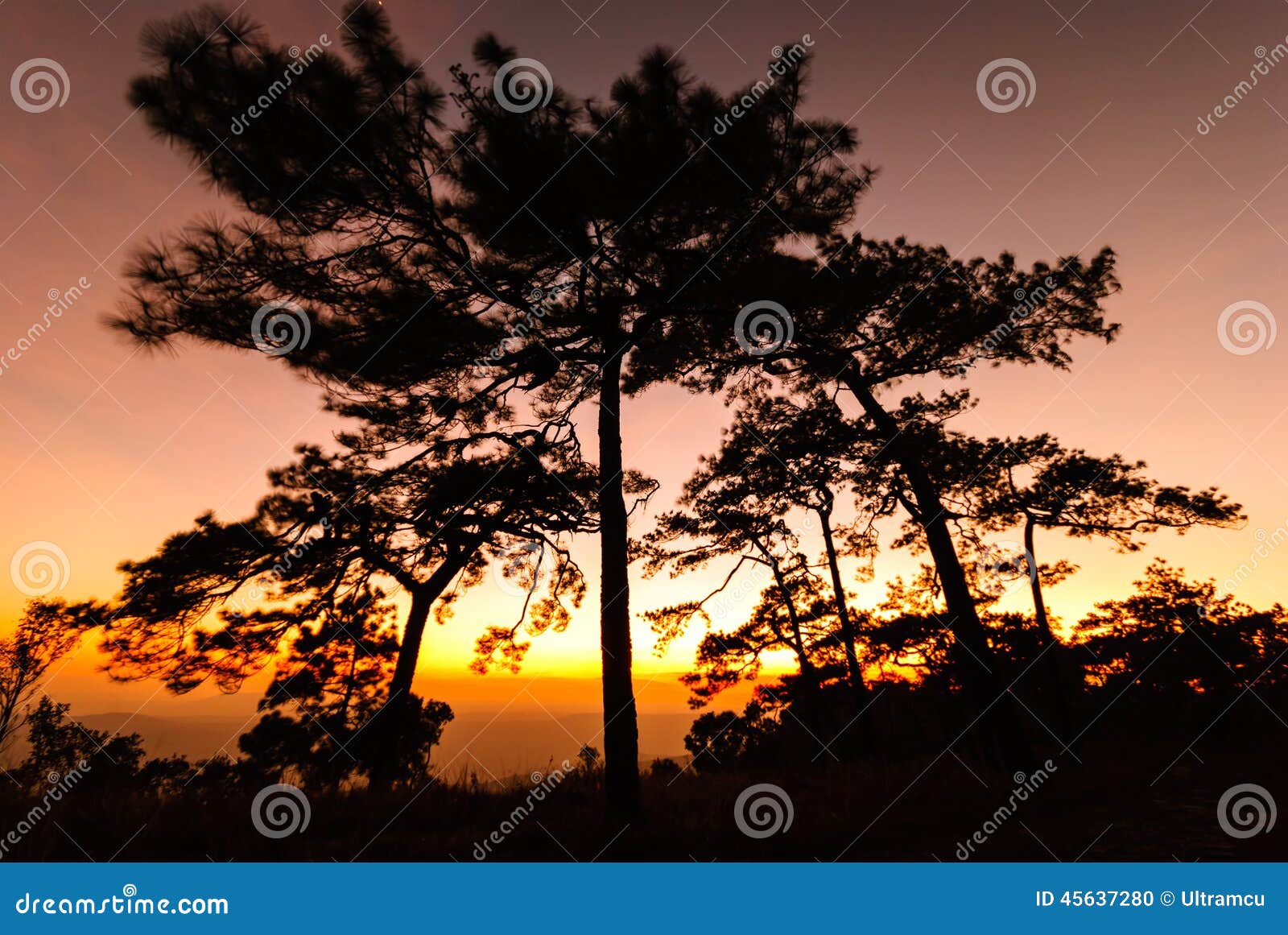 Silhouette of Pine Tree during Sunset Stock Photo - Image of sunrise ...