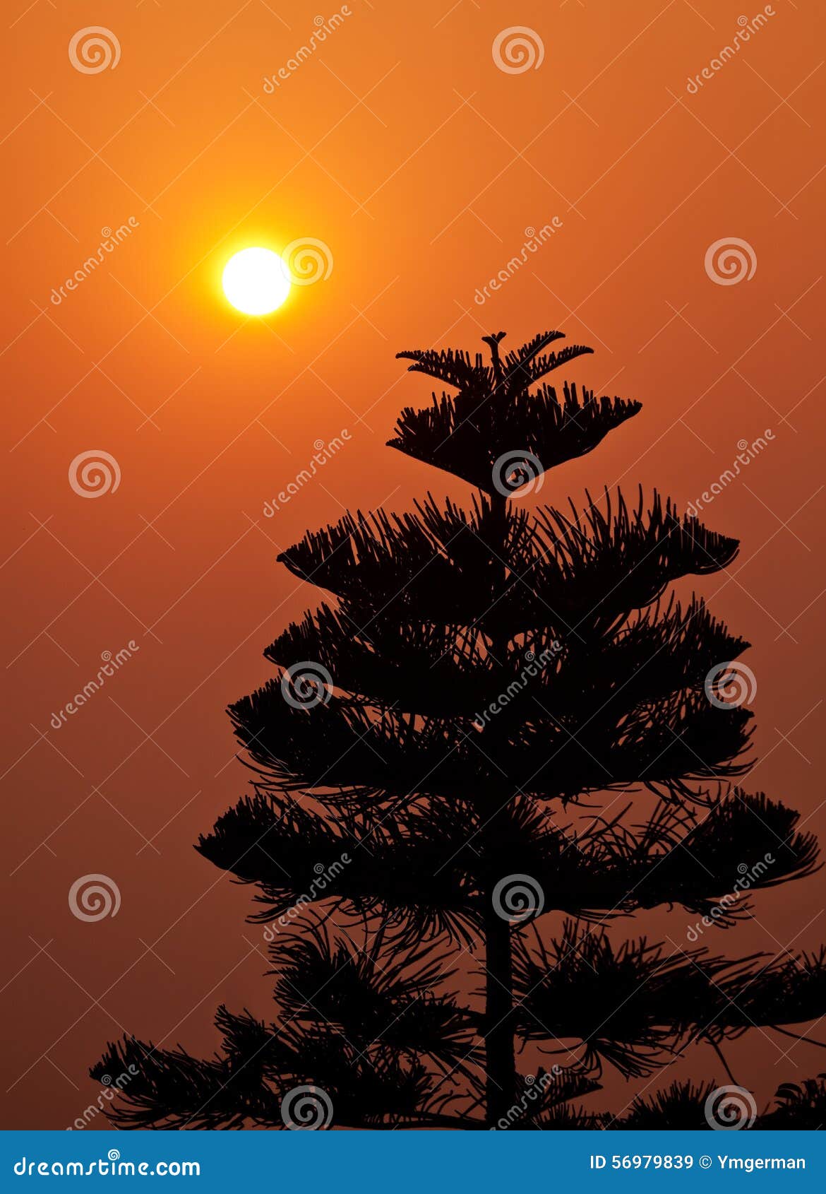Silhouette of Pine Tree at Sunset Stock Image - Image of sunshine ...