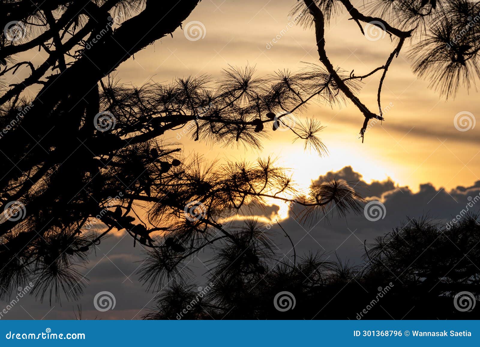 Silhouette of Pine Tree and Sunset Sky Stock Photo - Image of pine, mountains: 301368796