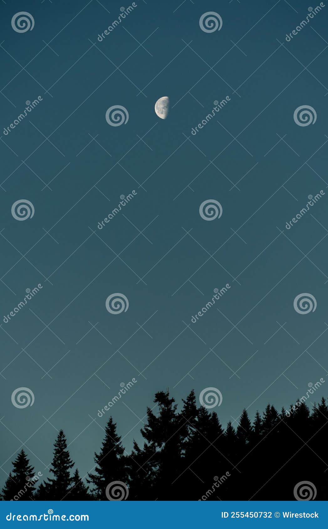 Silhouette of Pine Tree Tops Under the Moonlight Stock Photo - Image of ...