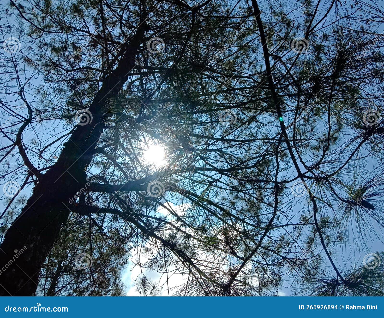 Silhouette of a Pine Tree Under the Sun Stock Photo - Image of ...