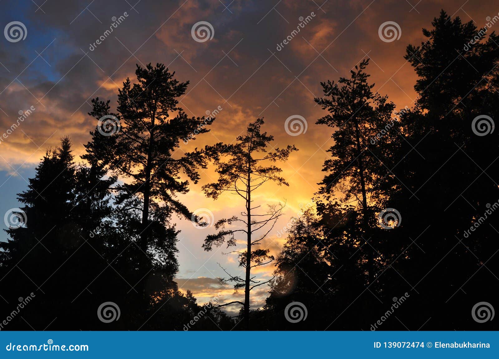 Silhouette of Pine Trees Against Sunset and Golden Clouds. Forest ...