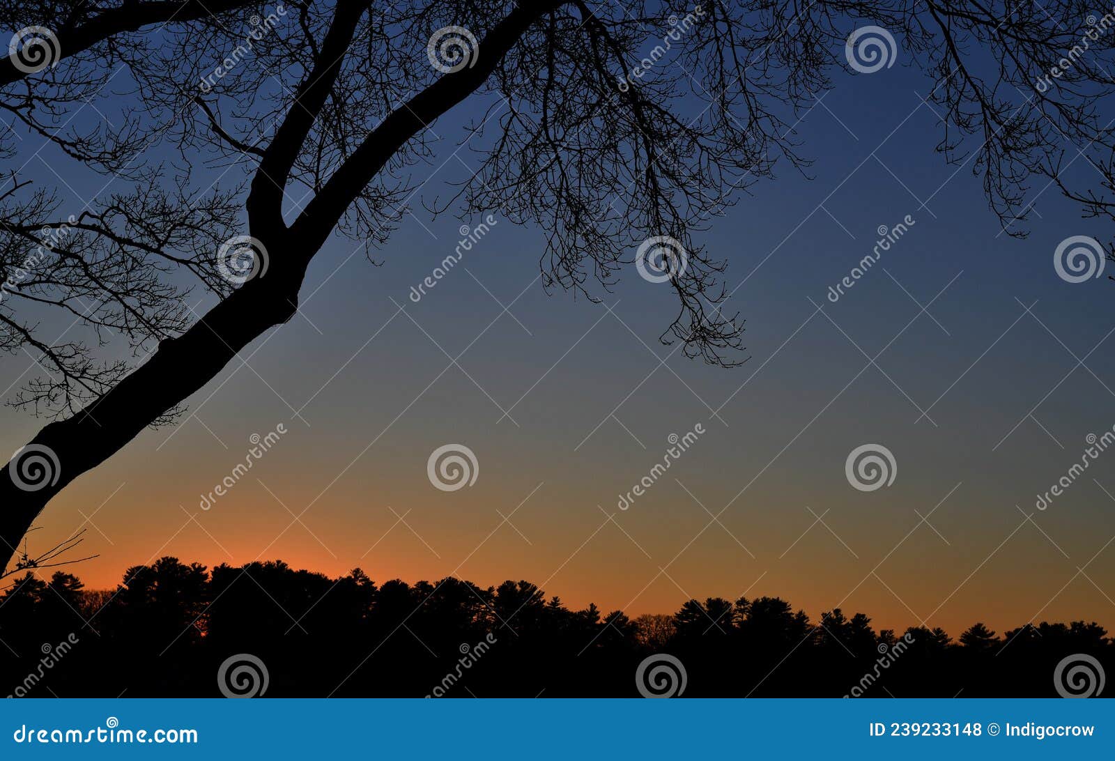 Out on a Limb stock photo. Image of branches, pines - 239233148