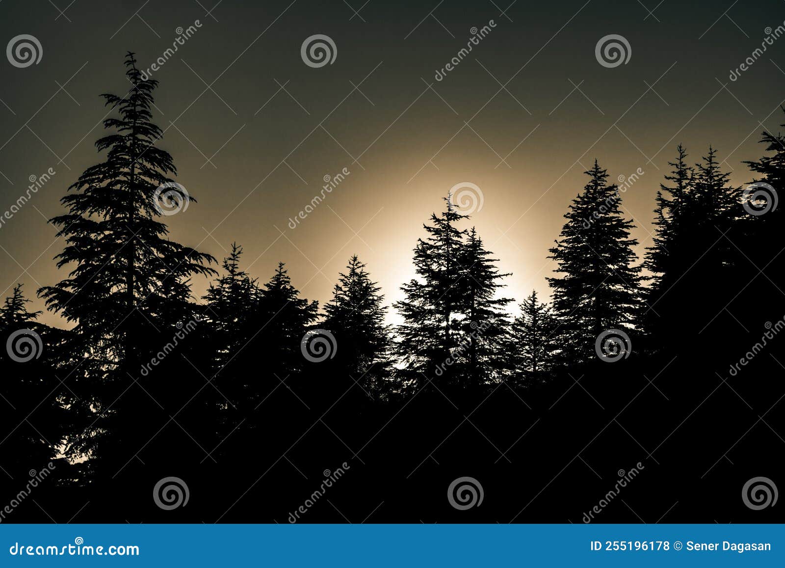 Silhouette of Pine Trees in Monochrome View. Dramatic Nature Background ...