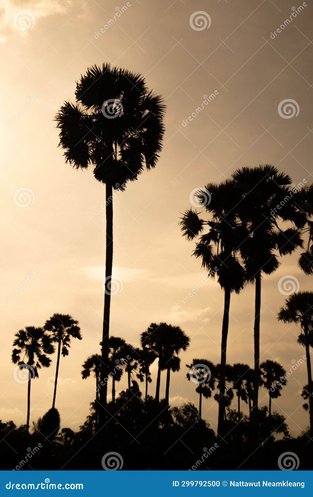 Plam Tree Isolated White Background. Stock Photo | CartoonDealer.com ...