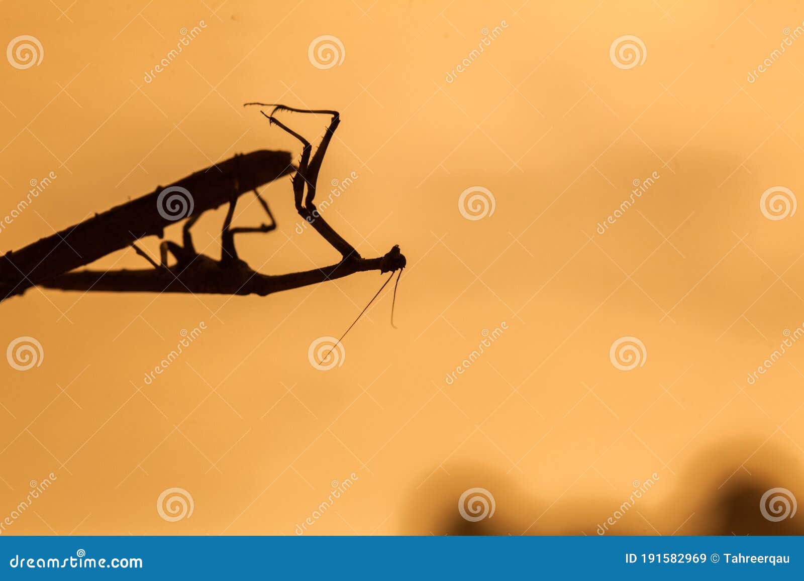 Silhouette Mantis Rail On Pipe Royalty-Free Stock Photo | CartoonDealer ...