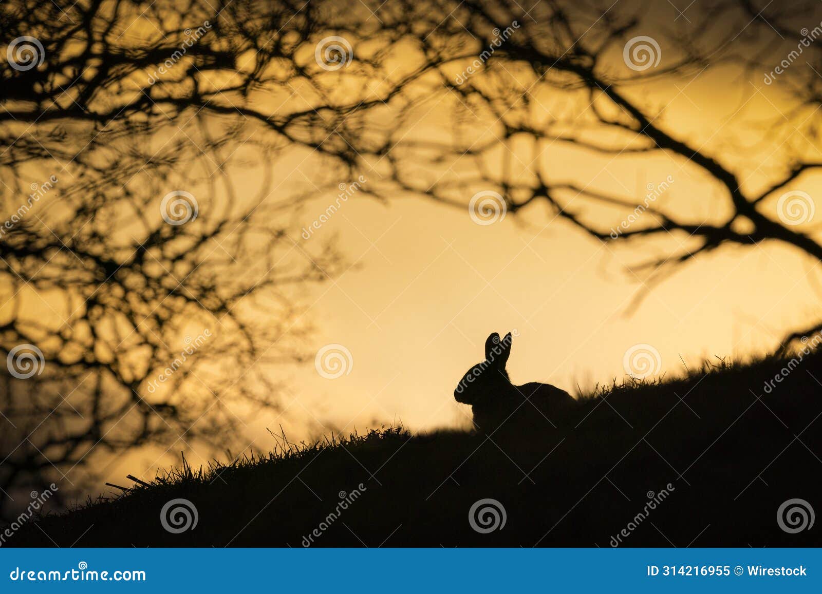 Silhouette of a Rabbit at Dusk Stock Image - Image of greenery ...