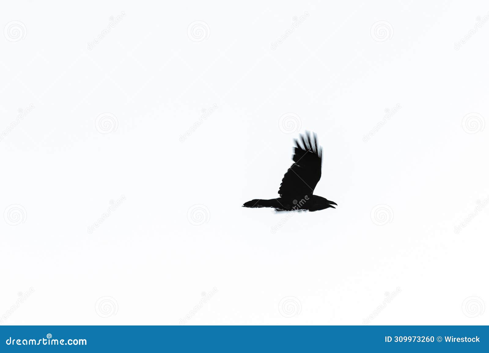 Silhouette of a Raven in Flight on a White Backdrop. Stock Photo ...