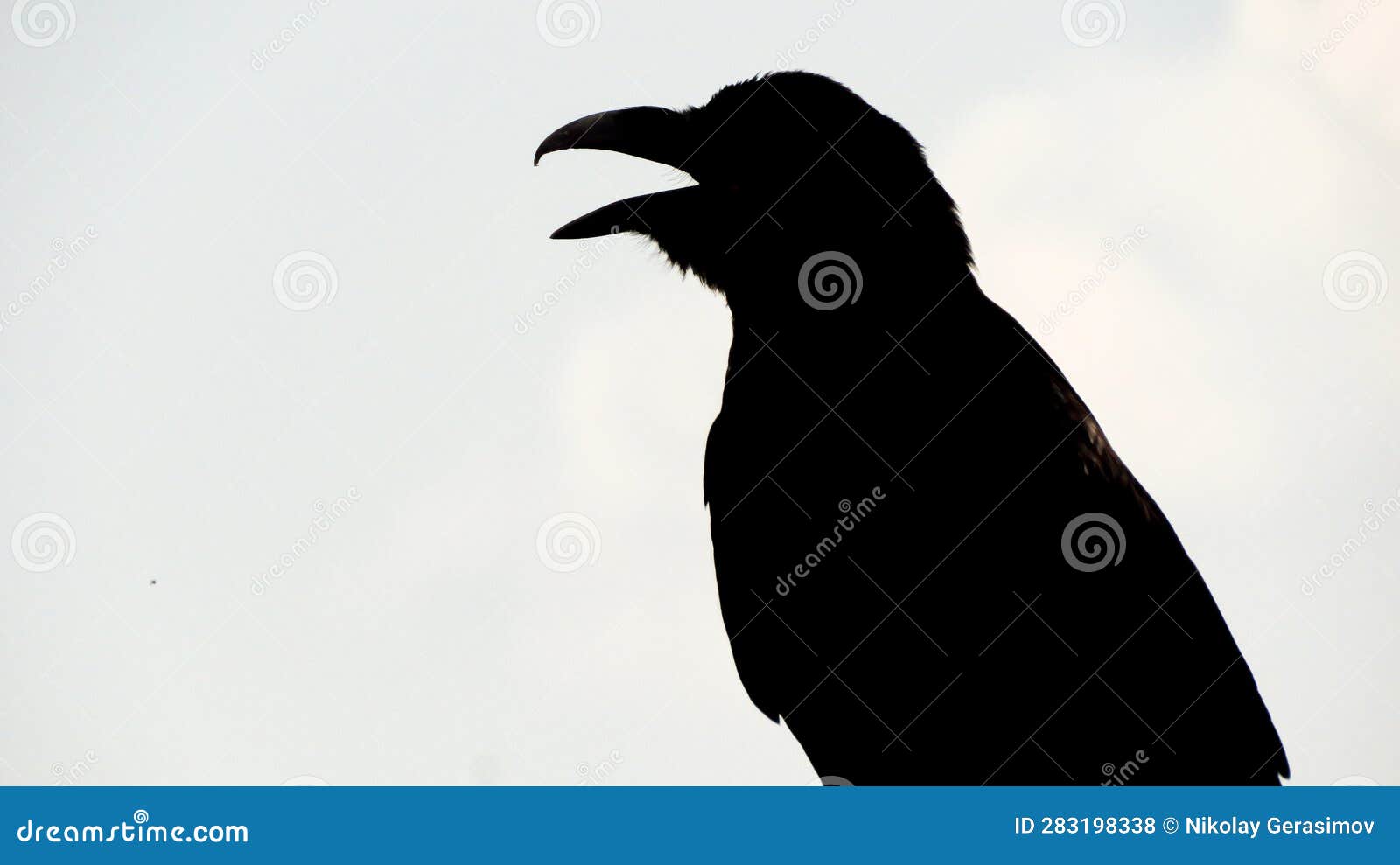 Silhouette of a Raven in Nature Close-up Stock Photo - Image of close ...
