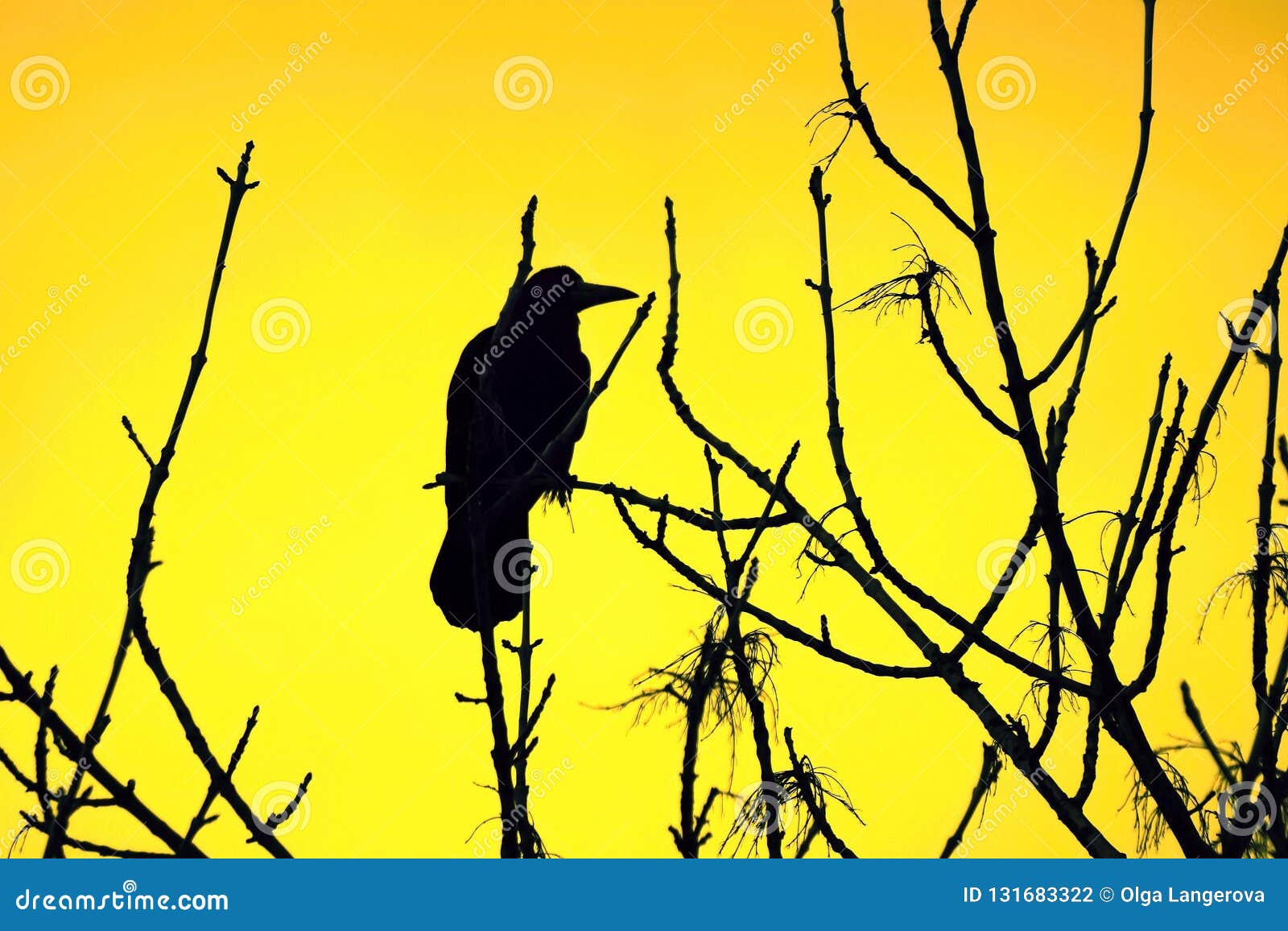 Silhouette of a Raven in a Tree Stock Photo - Image of anxiety ...
