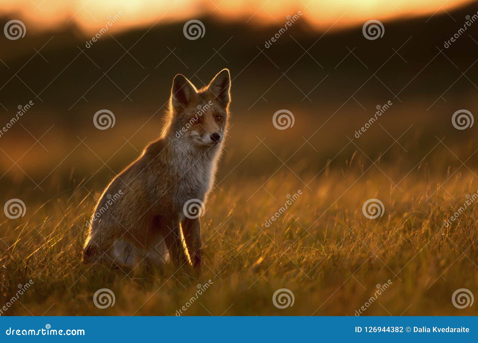 Silhouette of a Red Fox at Sunset Stock Photo - Image of single ...