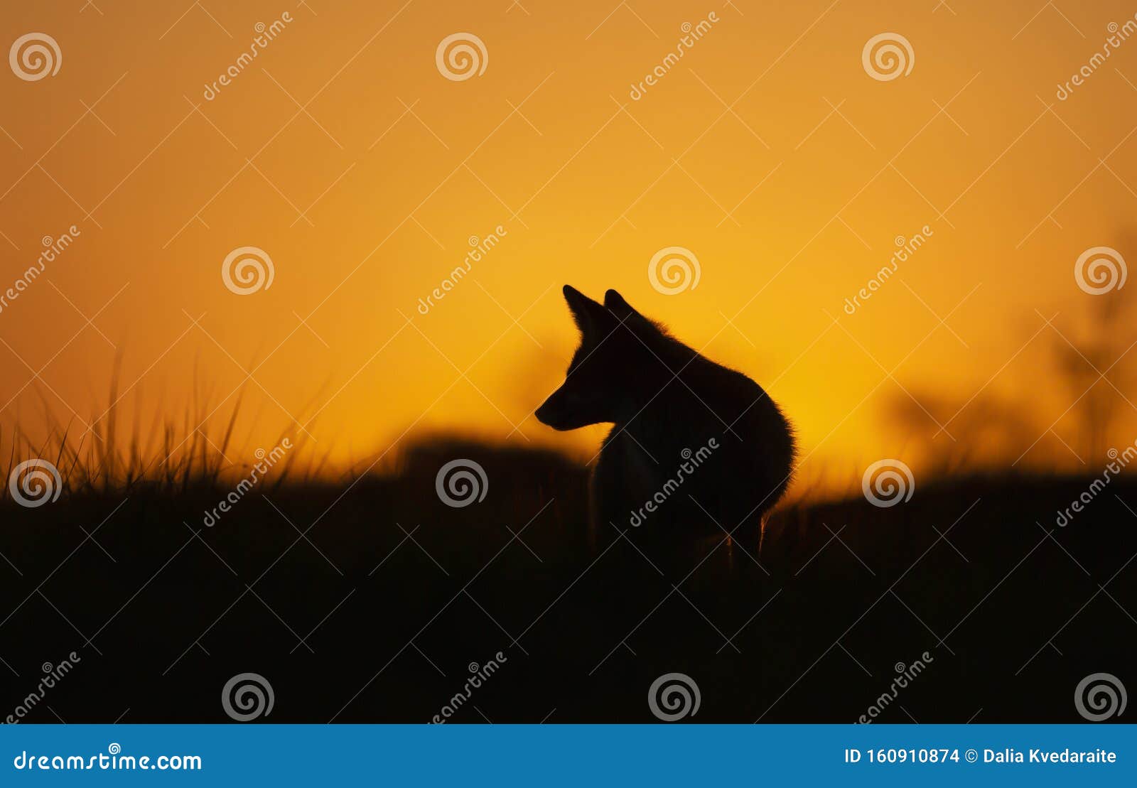 Silhouette of a Red Fox at Sunset Stock Photo - Image of smart, cute ...