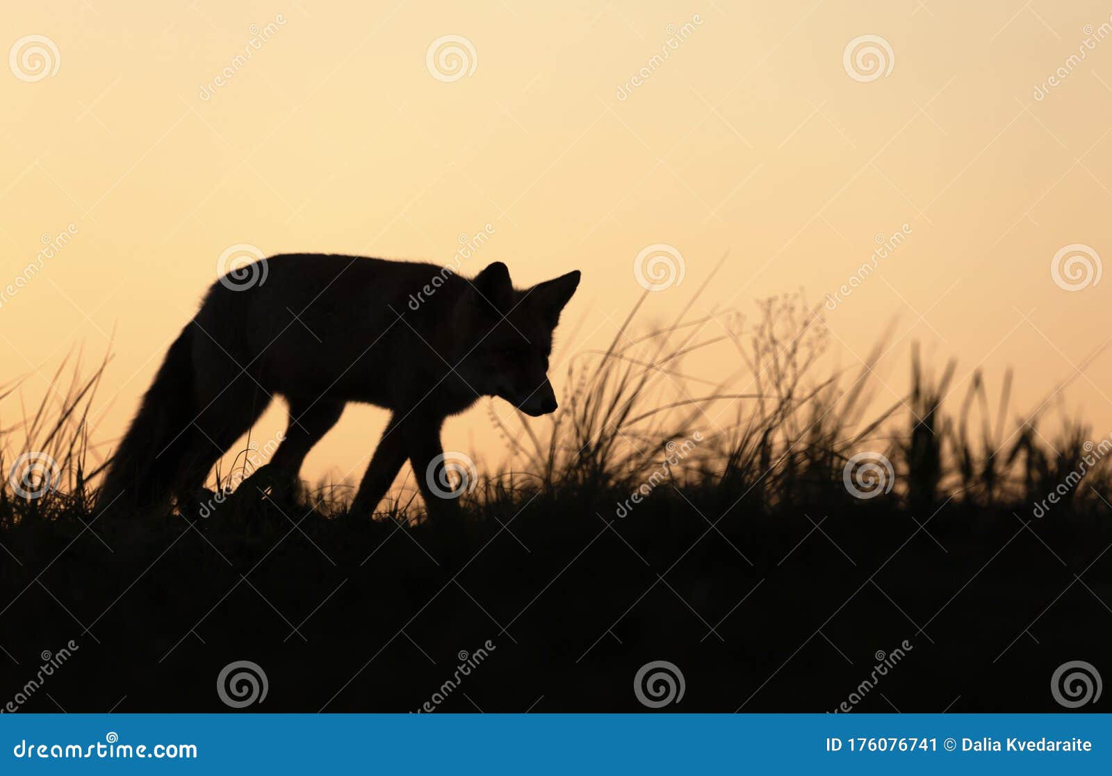 Silhouette of a Red Fox at Sunset Stock Image - Image of autumn, meadow ...