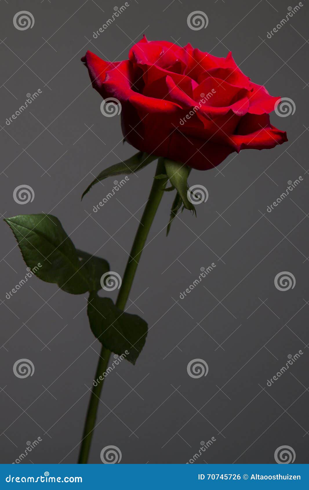 Silhouette of Red Rose Low Key Rim Lighting Stock Photo - Image of ...