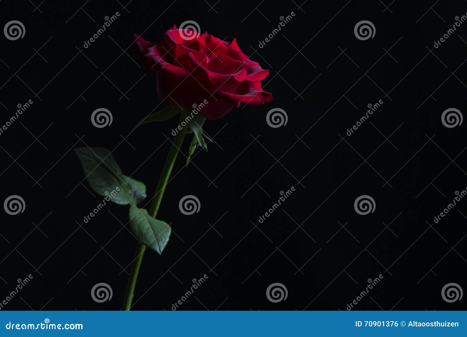 Silhouette of Red Rose Low Key Rim Lighting Stock Photo - Image of ...