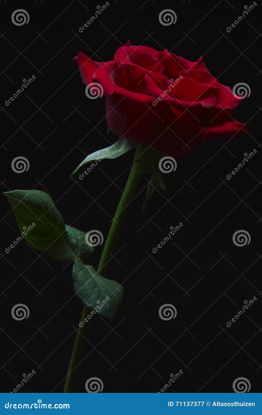 Silhouette of Red Rose Low Key Rim Lighting Stock Image - Image of ...
