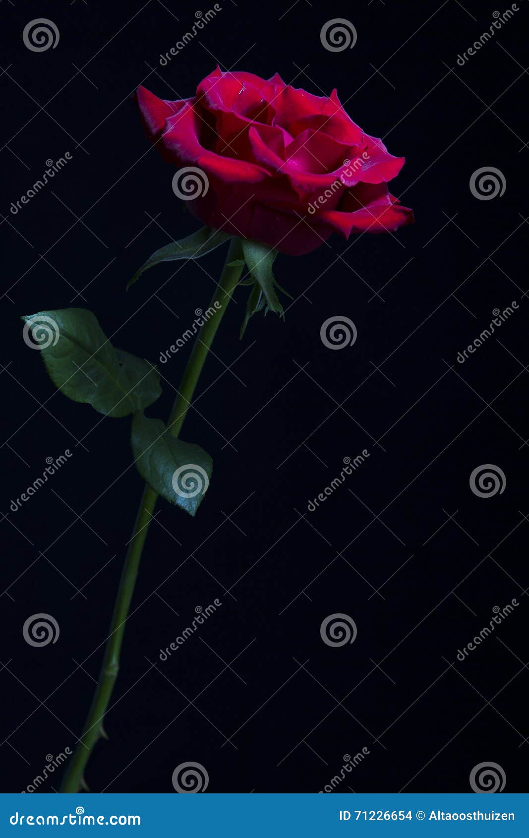 Silhouette of Red Rose Low Key Rim Lighting Stock Photo - Image of ...