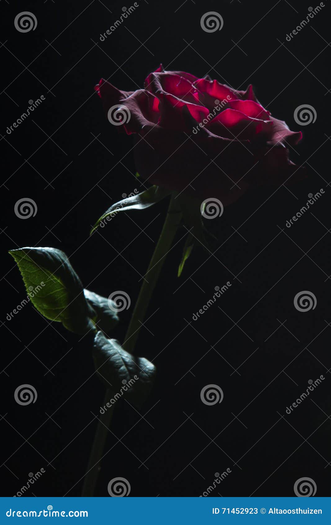 Silhouette of Red Rose Low Key Rim Lighting Stock Image - Image of ...