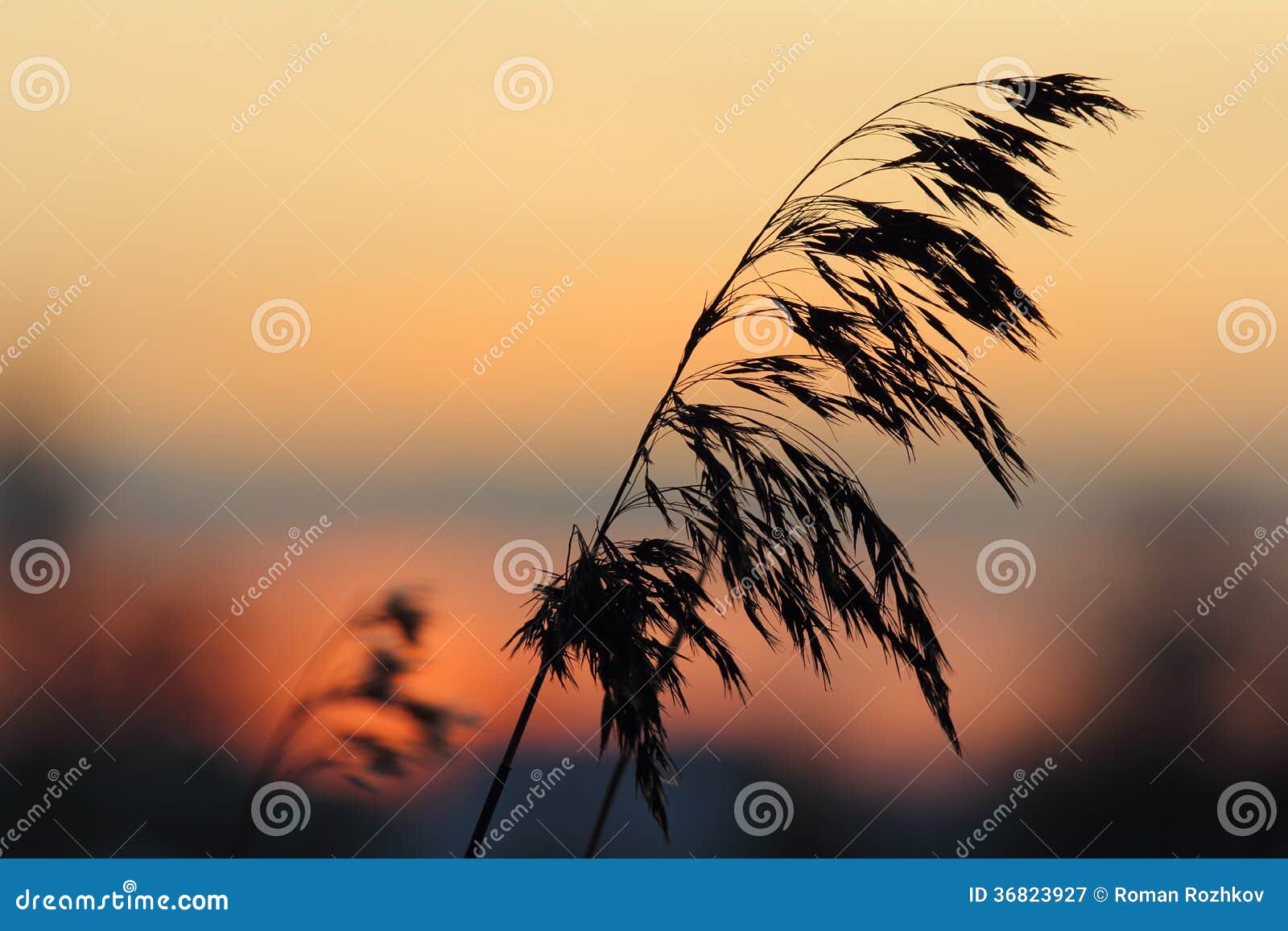 Silhouette of Reeds at Sunset Stock Image - Image of landscape, rays ...