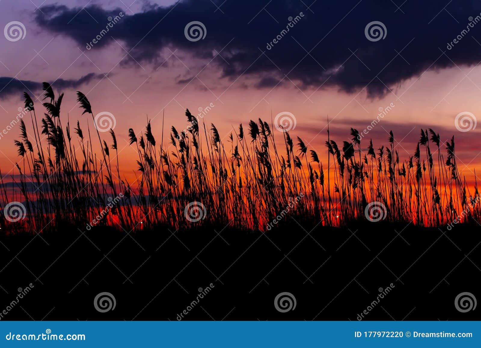 Silhouette of Reeds on Sunset Sky Stock Photo - Image of sunlight ...