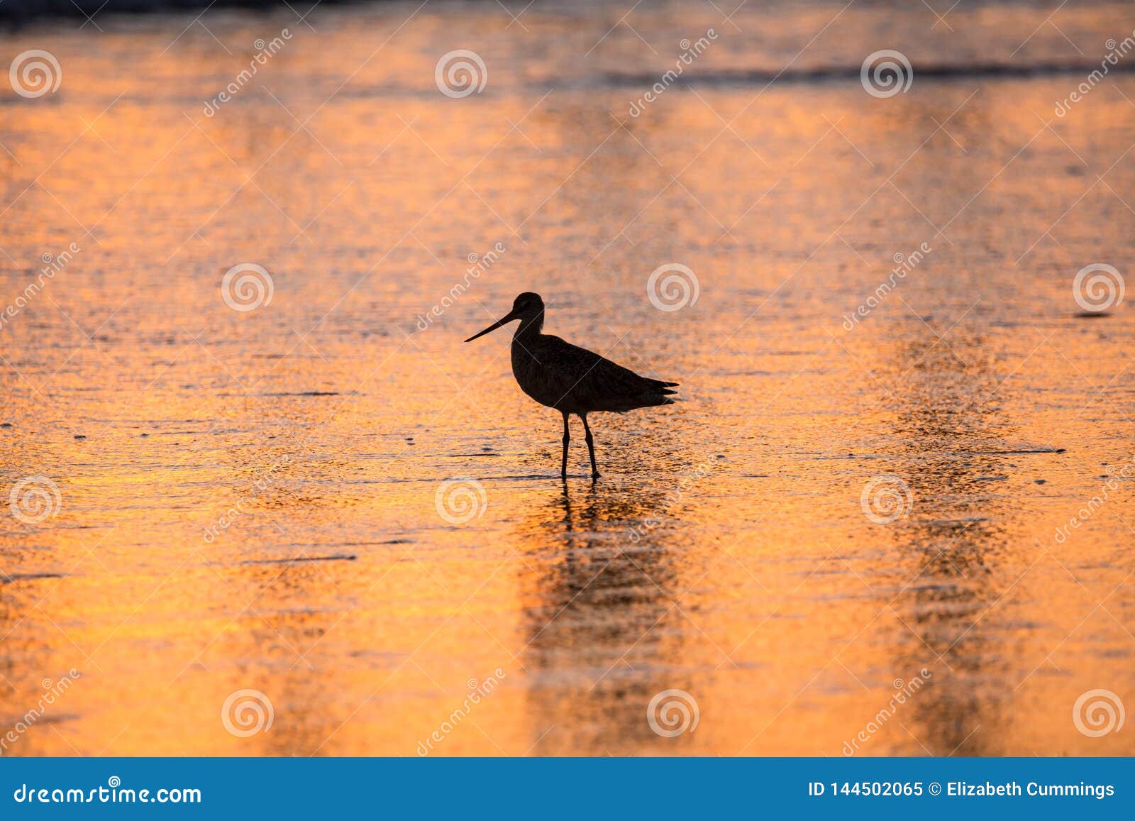 Silhouette and Reflection of a Shorebird Searching for Food in the ...