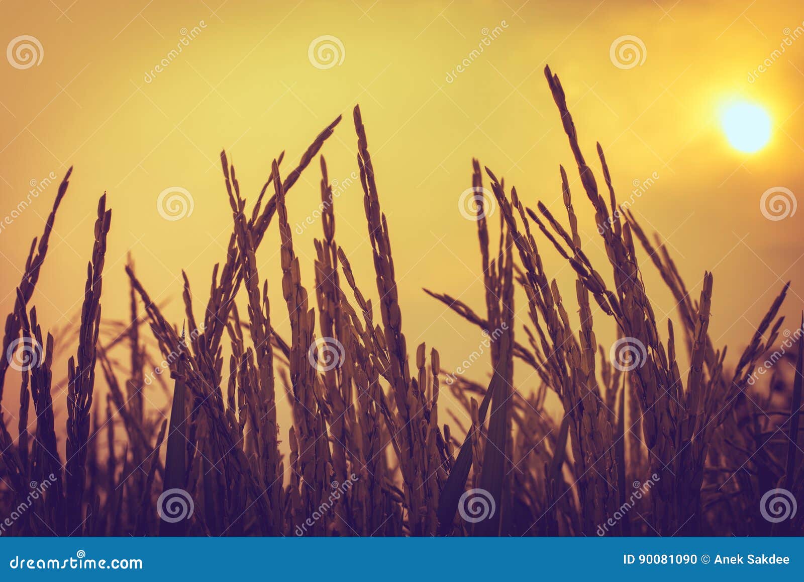 Silhouette of a rice stock photo. Image of landscapes - 90081090