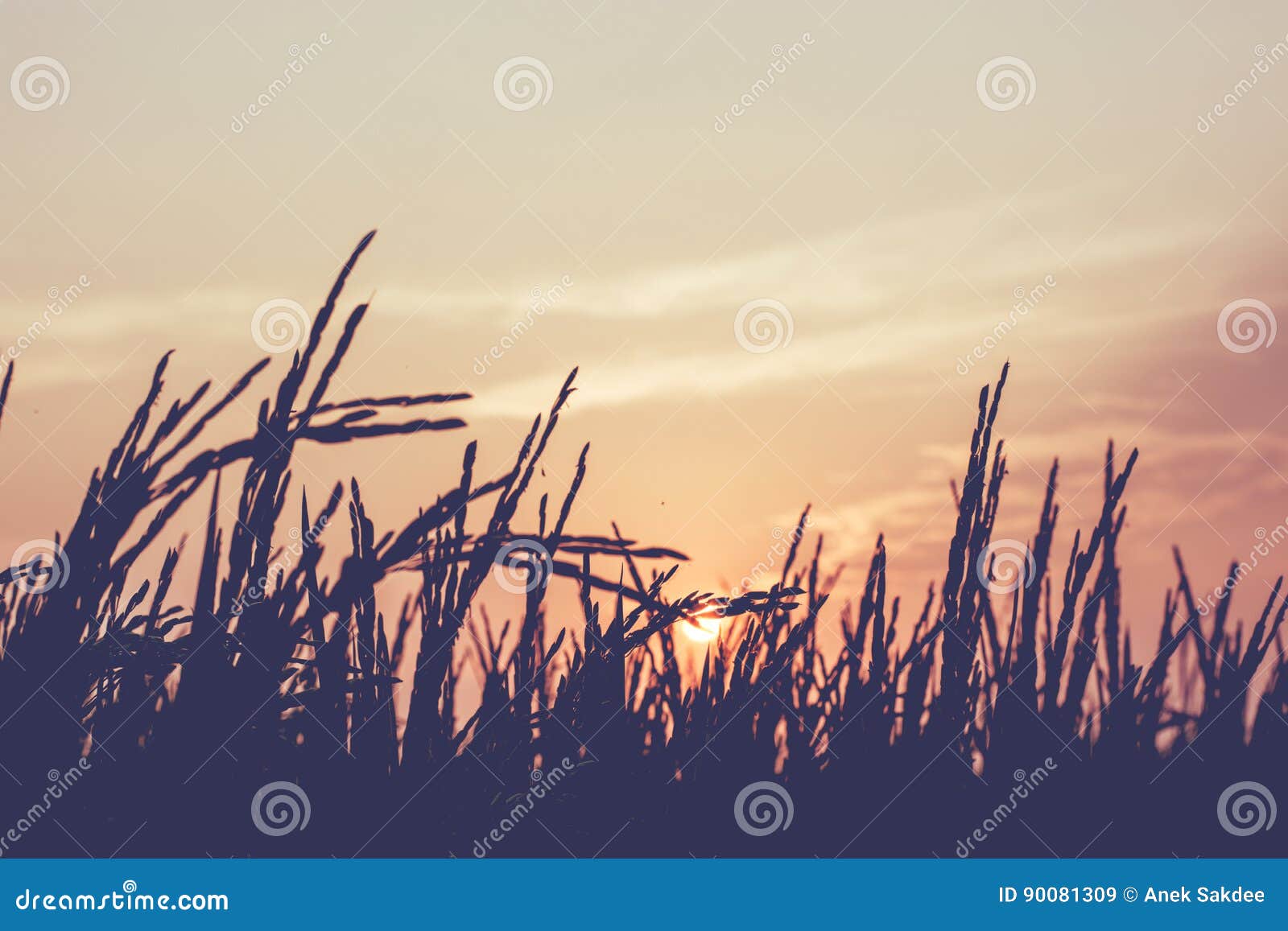 Silhouette rice. stock image. Image of agriculture, scene - 90081309