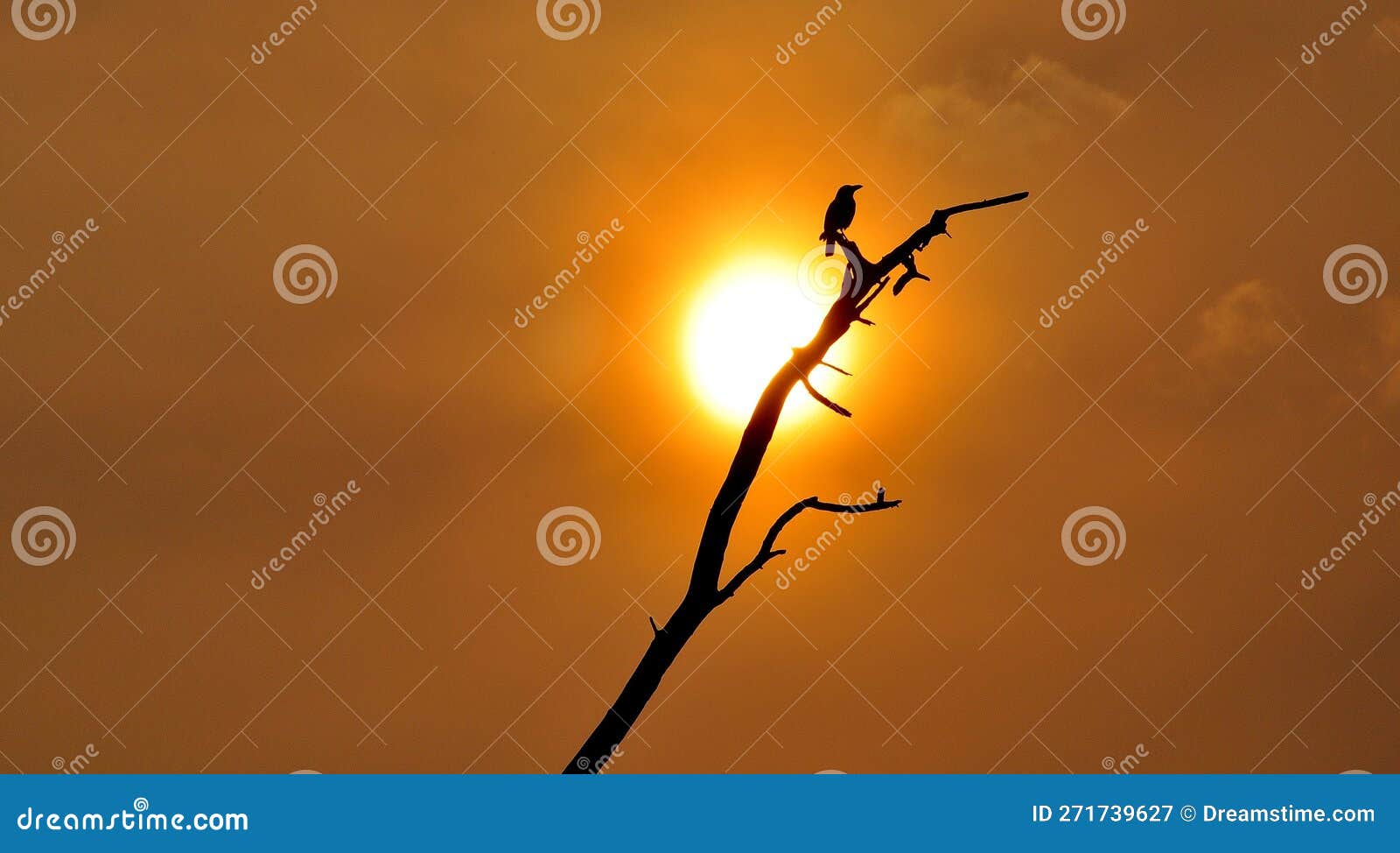 A Silhouette by the Rising Sun Stock Image - Image of tree, silhouette ...