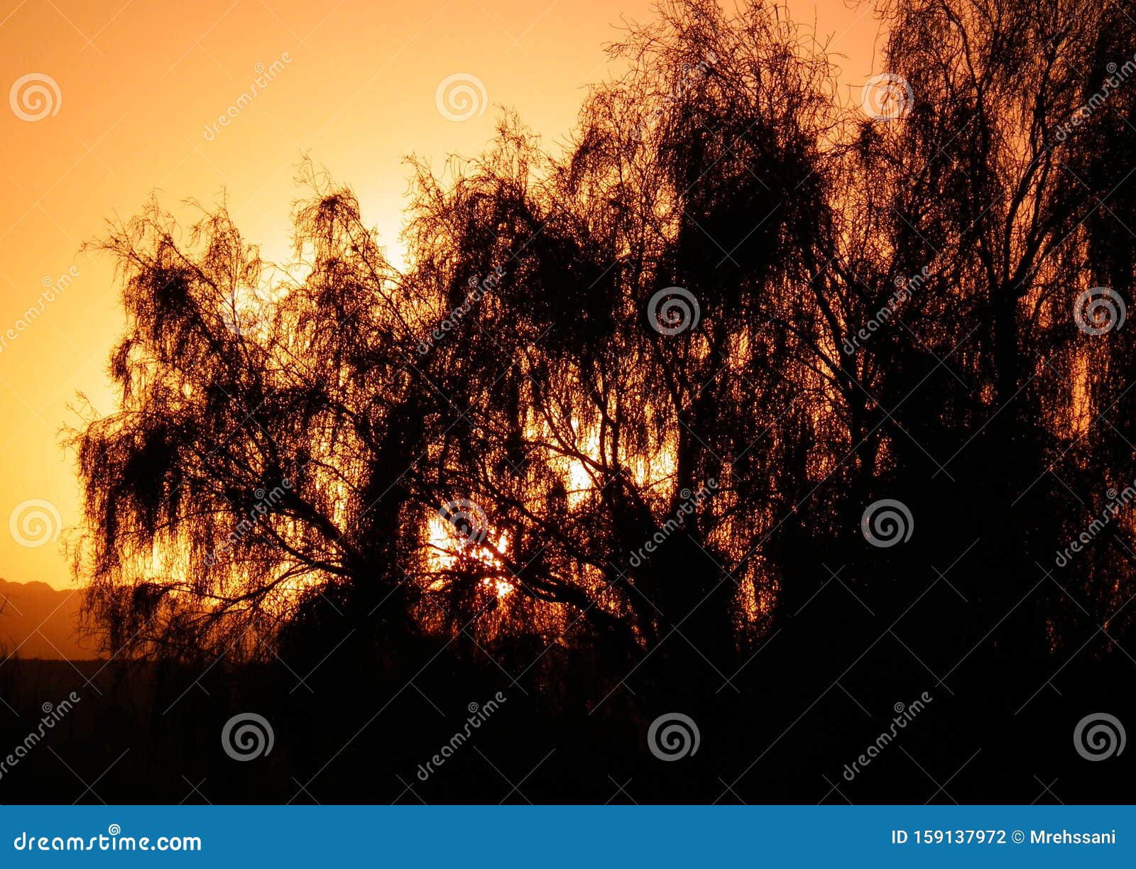 Haloxylon Saxaul - Genus Of Shrubs Or Small Trees, Plant Family ...