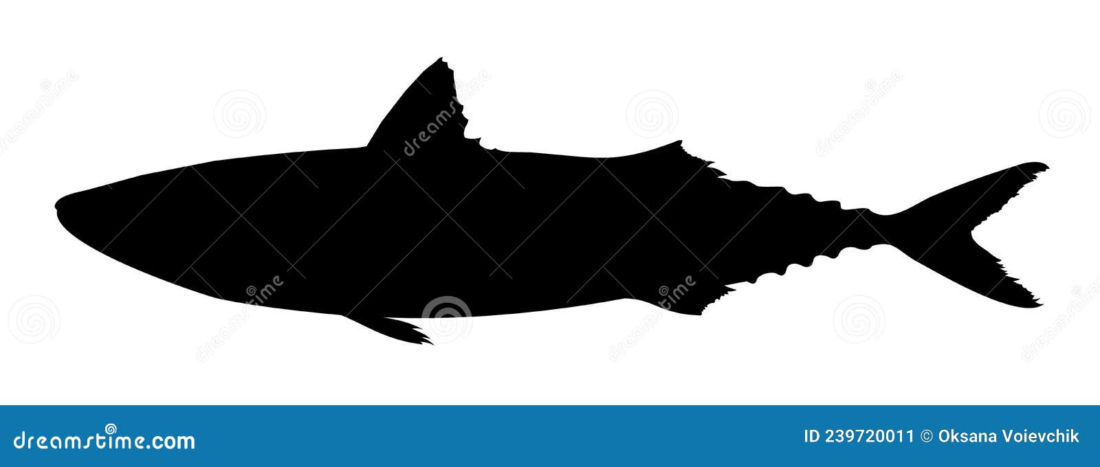 Scomber. Fish In The Family Scombridae. Open Paths. Editable Stroke ...