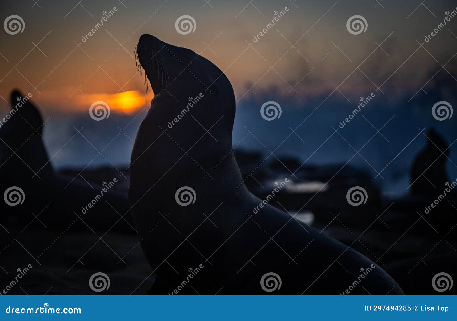 Silhouette of Sea Lions at Dusk Stock Image - Image of habitat, crash ...