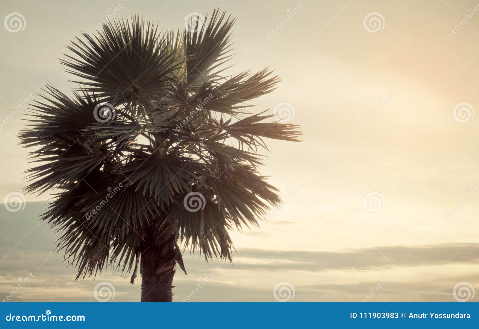 Silhouette Shadow of a Coconut Tree on Island Stock Image - Image of ...