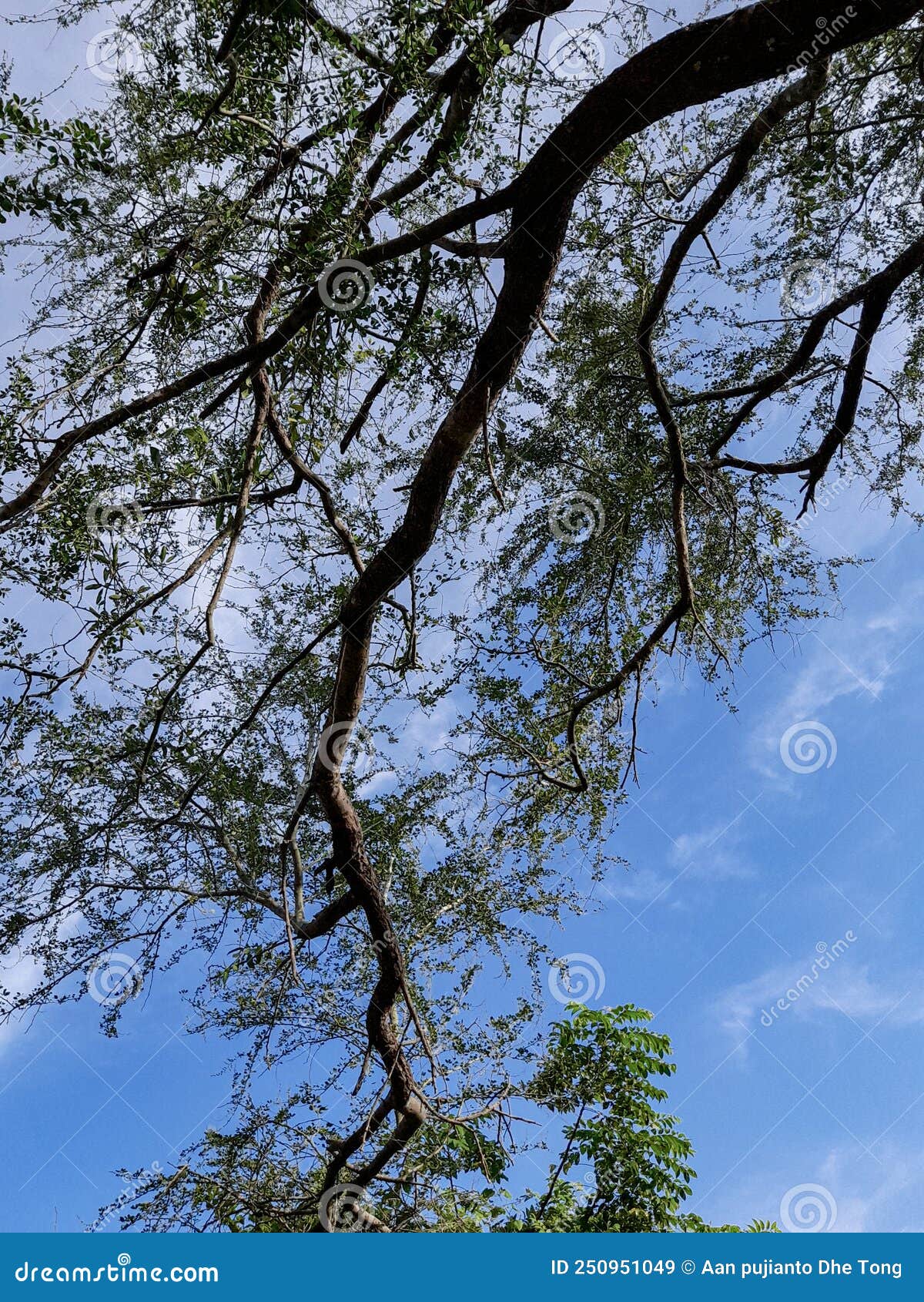 Silhouette of Shady Tree Leaves on a Blue Sky Background Stock Image ...