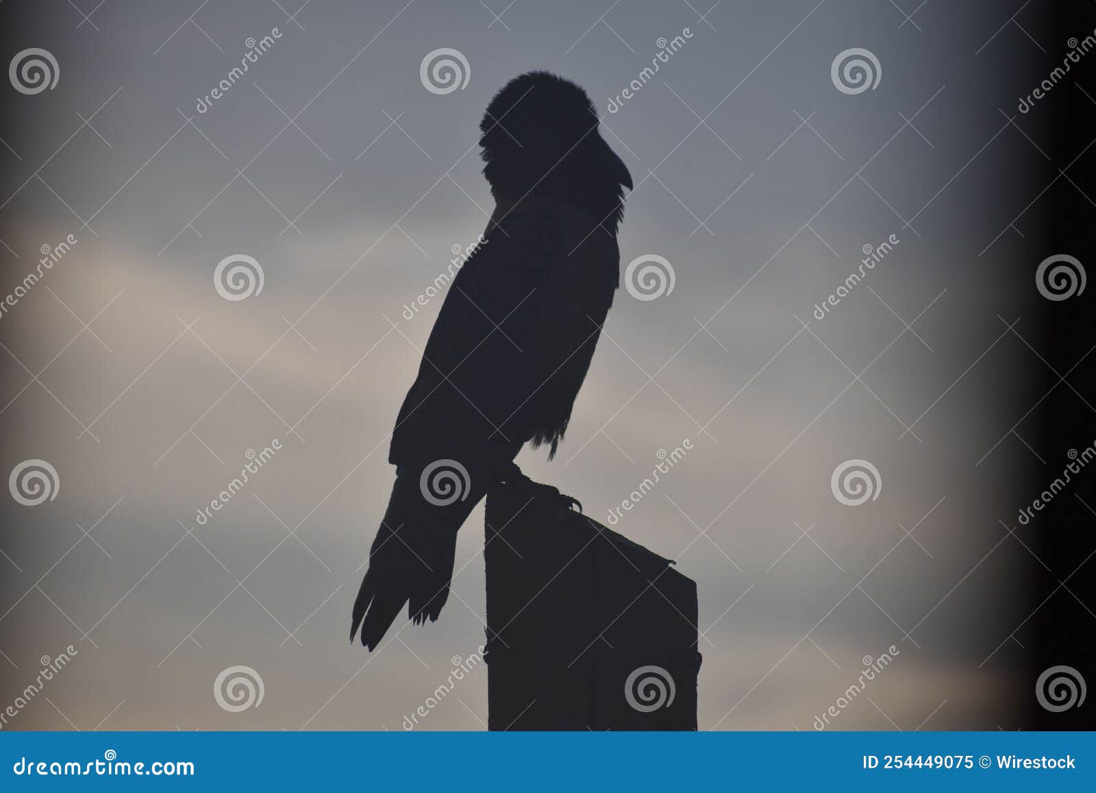 Silhouette Shot of a Crow Perched on a Wooden Post Stock Image - Image ...