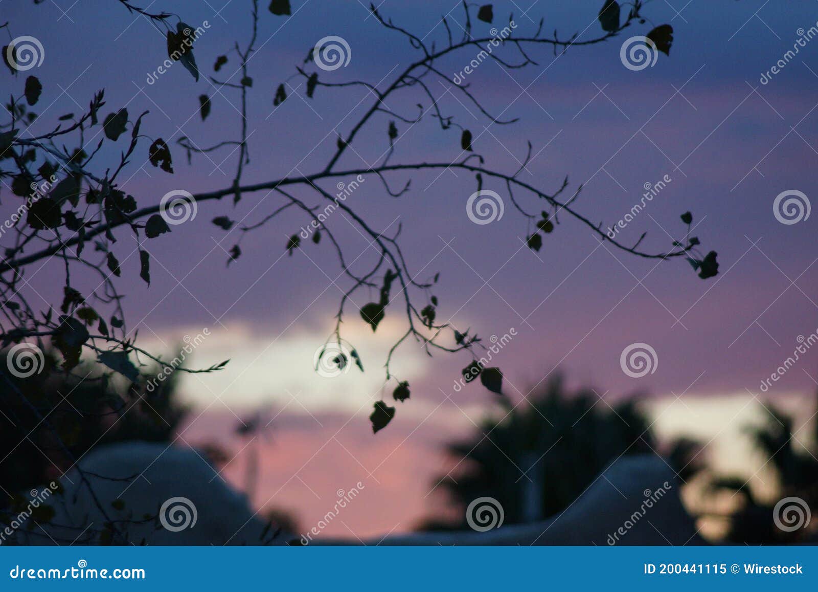 Silhouette Shot of Leaves on a Tree Branch with an Indigo Sky ...