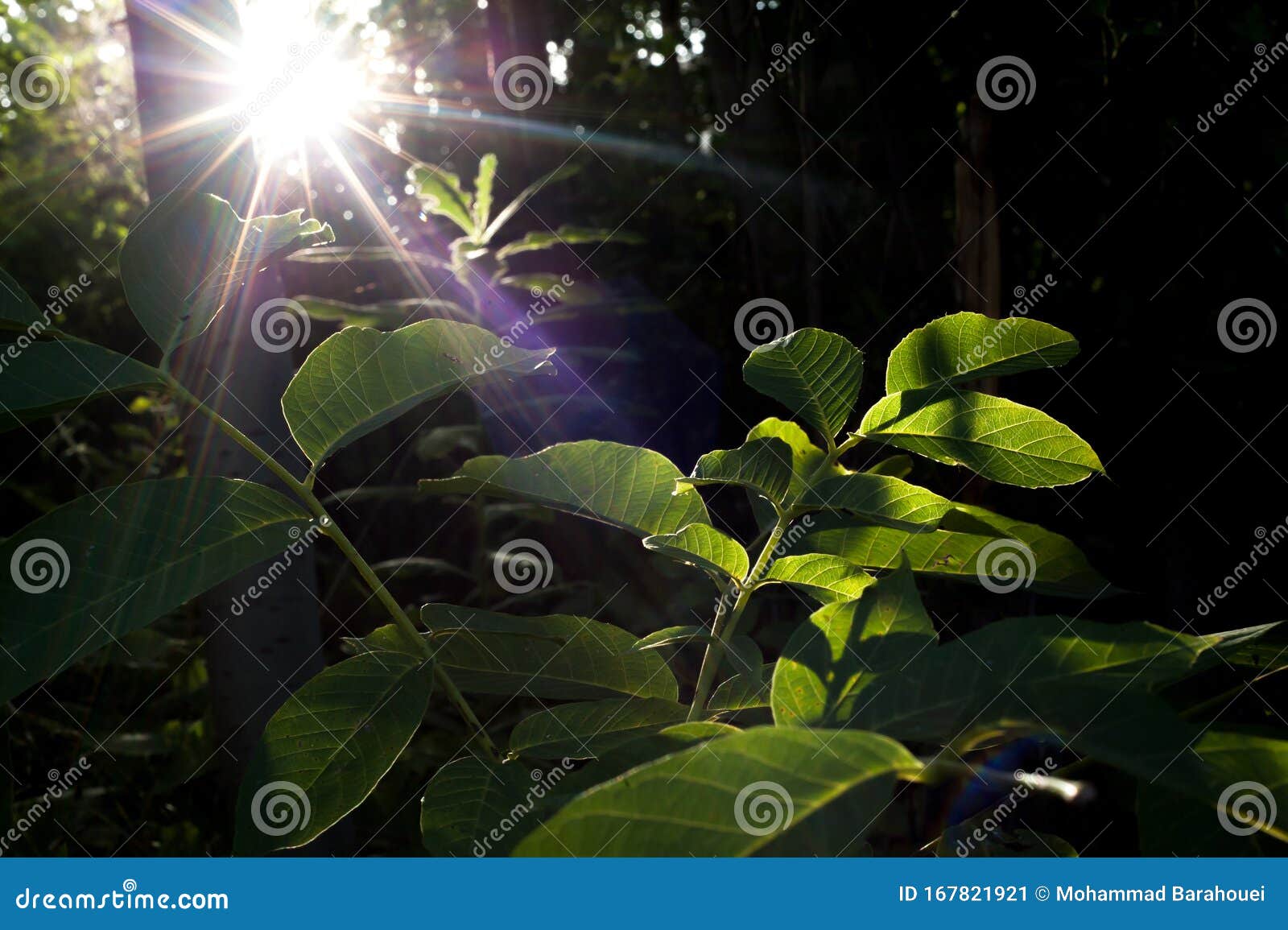 Sun ray on the plant stock image. Image of botanical - 167821921