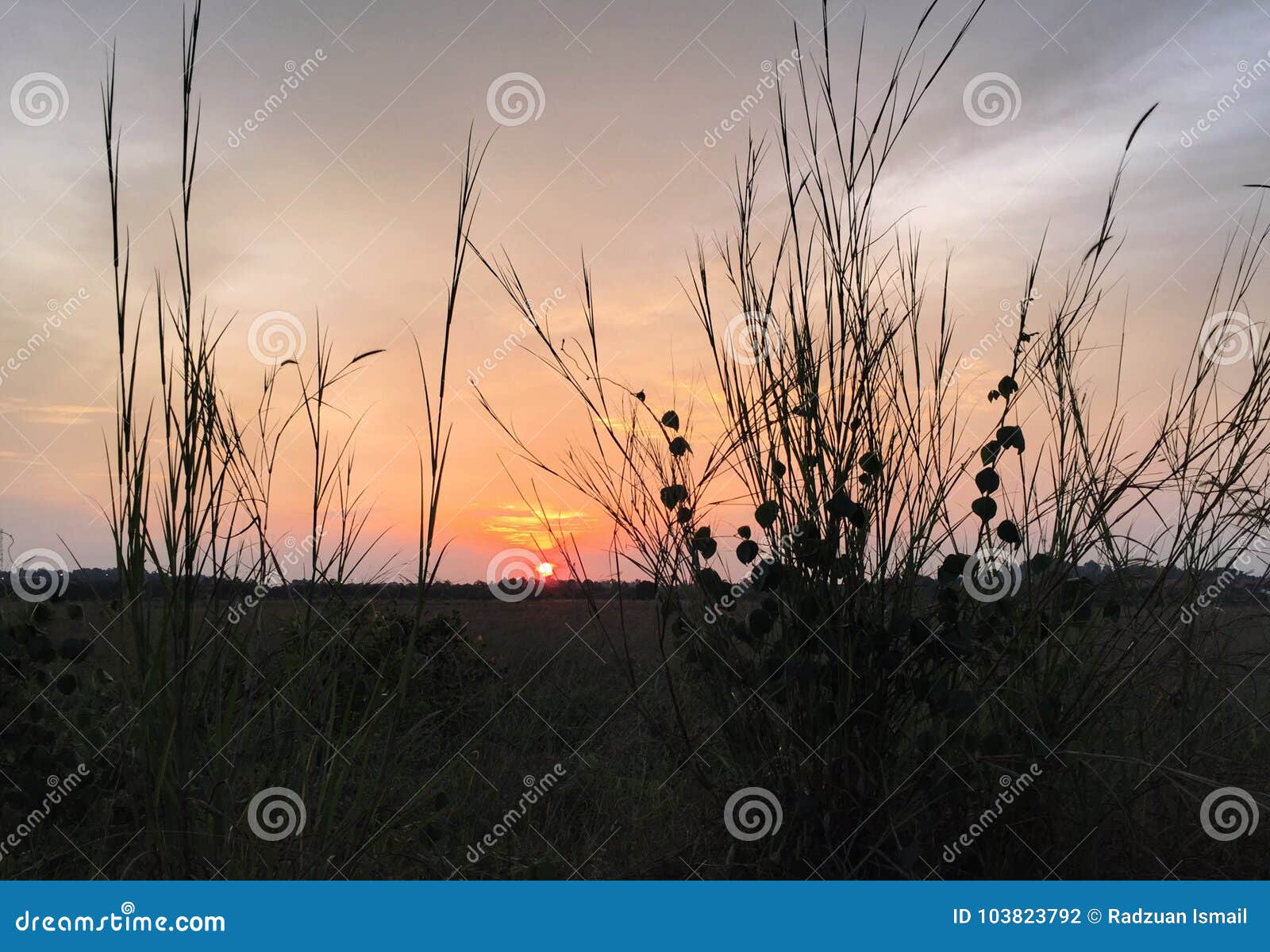 Silhouette stock photo. Image of silhouette, field, sunset - 103823792