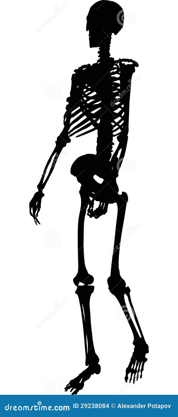 Silhouette Simple De Squelette Humain Illustration de Vecteur ...