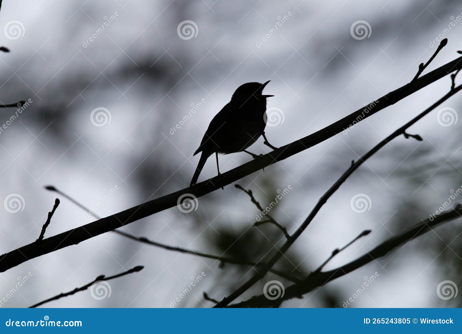 Silhouette of a Singing Robin Redbreast on a Leafless Tree Branch with ...
