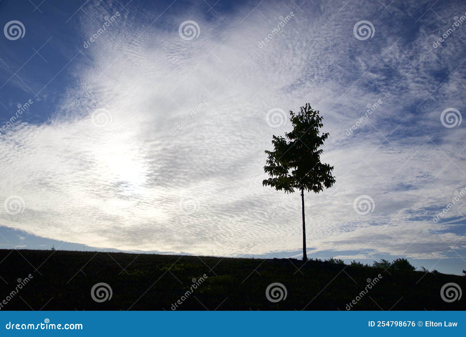 Silhouette of a Single Maple Tree on the Hill with Cloudy Background ...