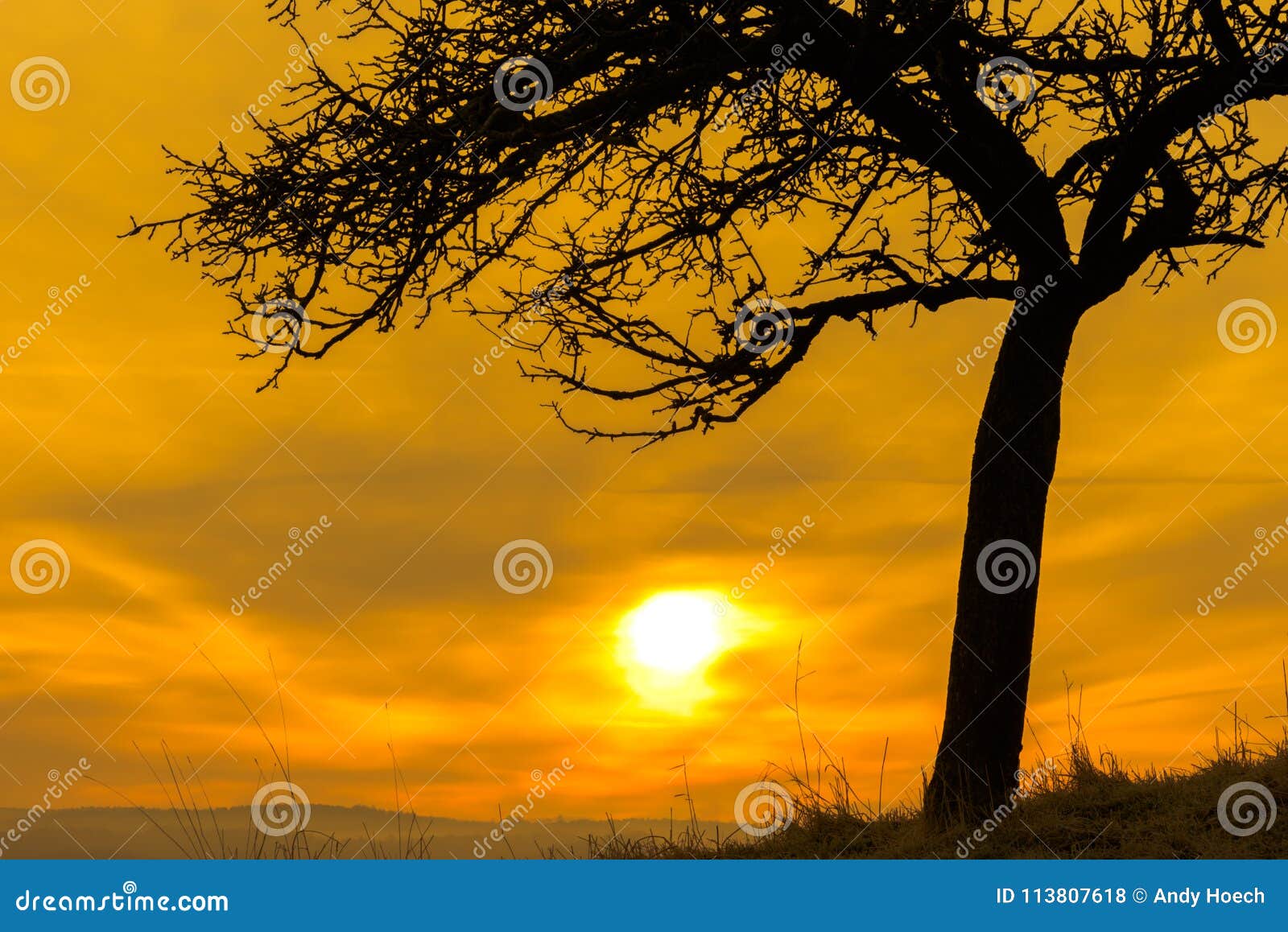 Silhouette of a Single Tree with a Fireball Stock Photo - Image of ...