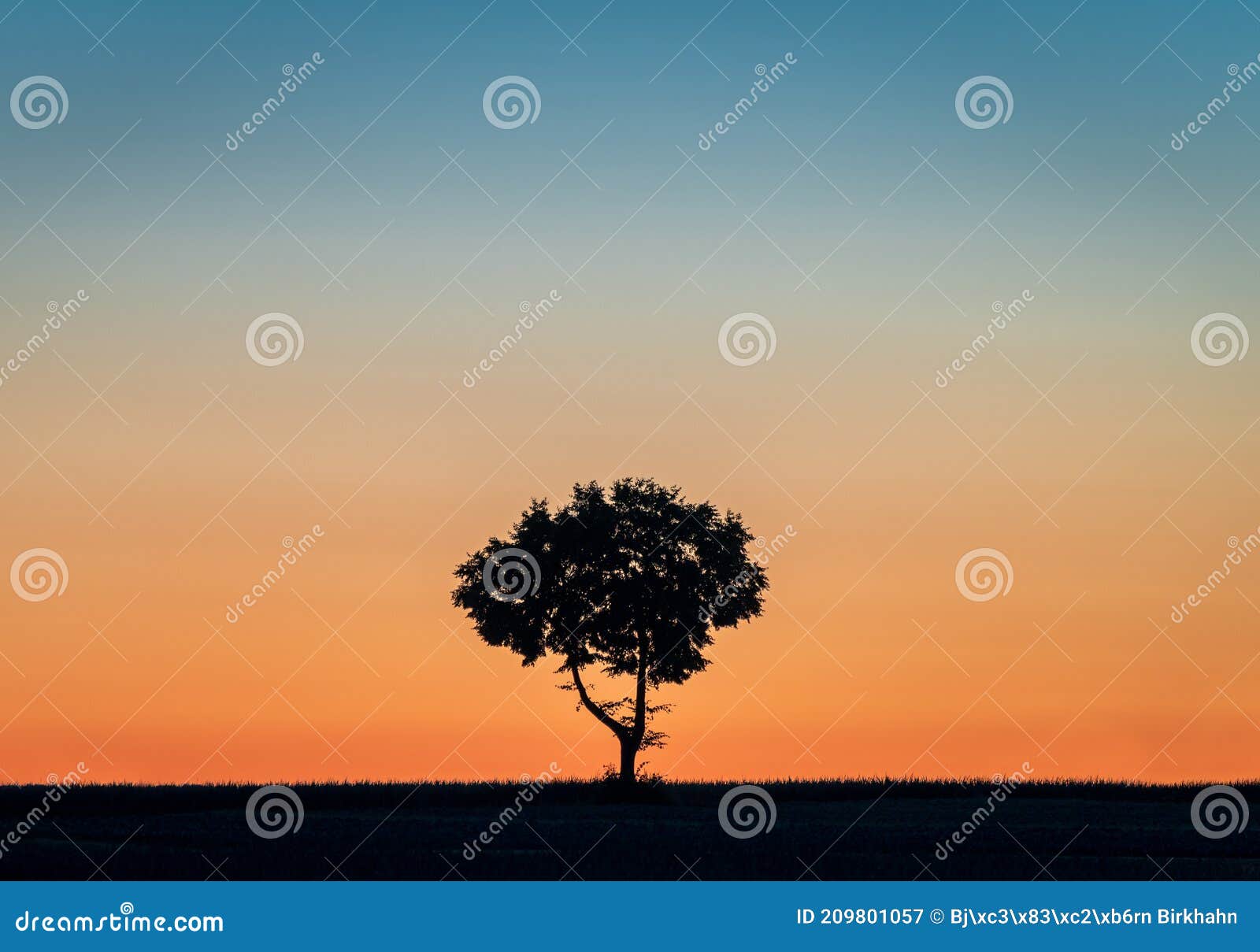 Silhouette of a Single Tree at the Horizon at Dawn with a Gradient of ...